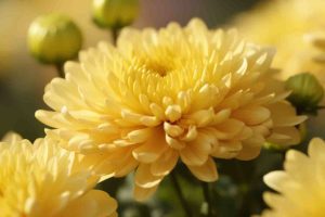 10 Flowers That Represent Fathers: Blooming Love - Foliage Friend ...