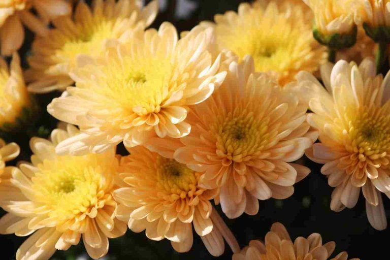 10 Flowers That Represent Longevity: Bloom For Years - Foliage Friend ...
