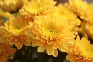 10 Flowers That Represent Mothers: Beauty Of Motherhood - Foliage ...