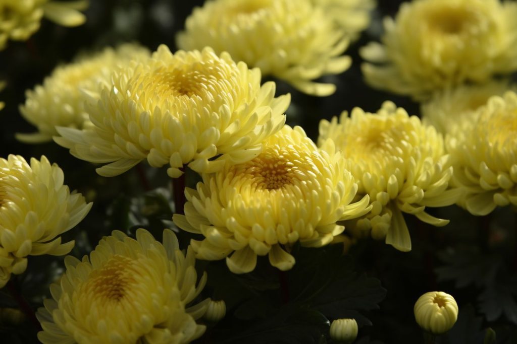 10 Flowers That Represent Good Health: Powerful Remedies - Foliage ...