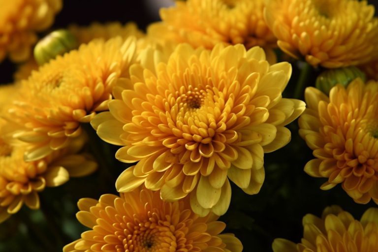 10 Flowers That Represent Respect: Showing Honor - Foliage Friend ...