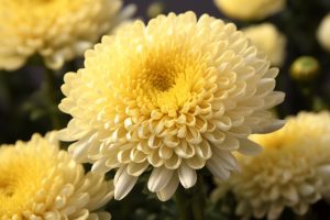 10 Flowers That Represent Divinity: Heavenly Blooms - Foliage Friend ...