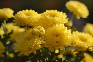 10 Flowers That Represent Maturity: Embrace Your Growth - Foliage ...