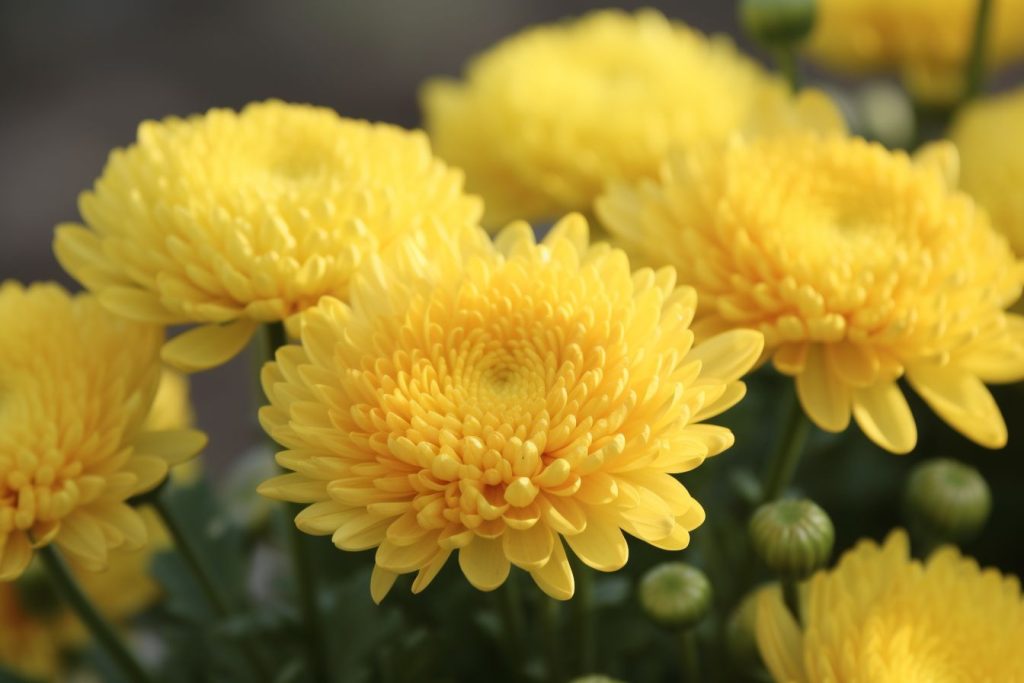 10 Flowers That Represent Optimism: Blooms Of Positivity - Foliage ...