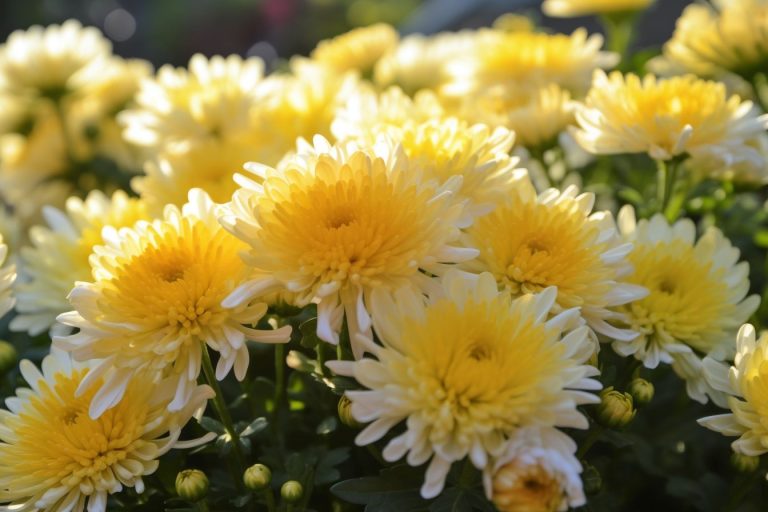 10 Flowers That Represent Sympathy: Comfort Blooms - Foliage Friend ...