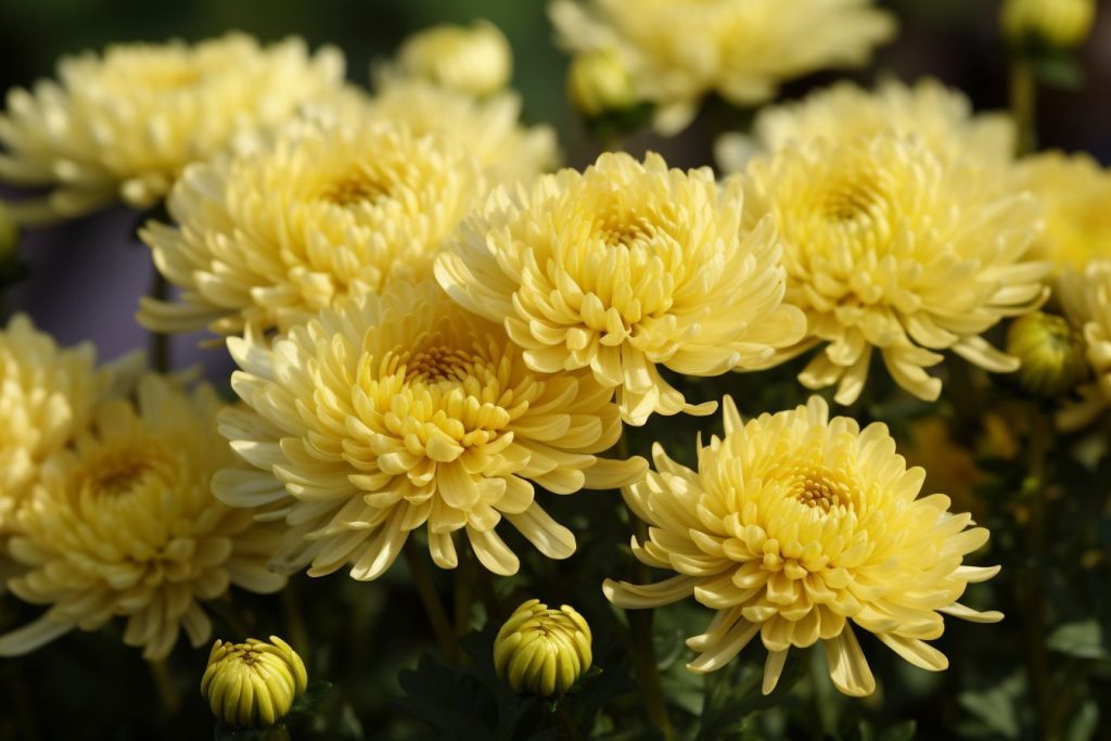 10 Flowers That Represent Success: Blooming Triumph - Foliage Friend ...