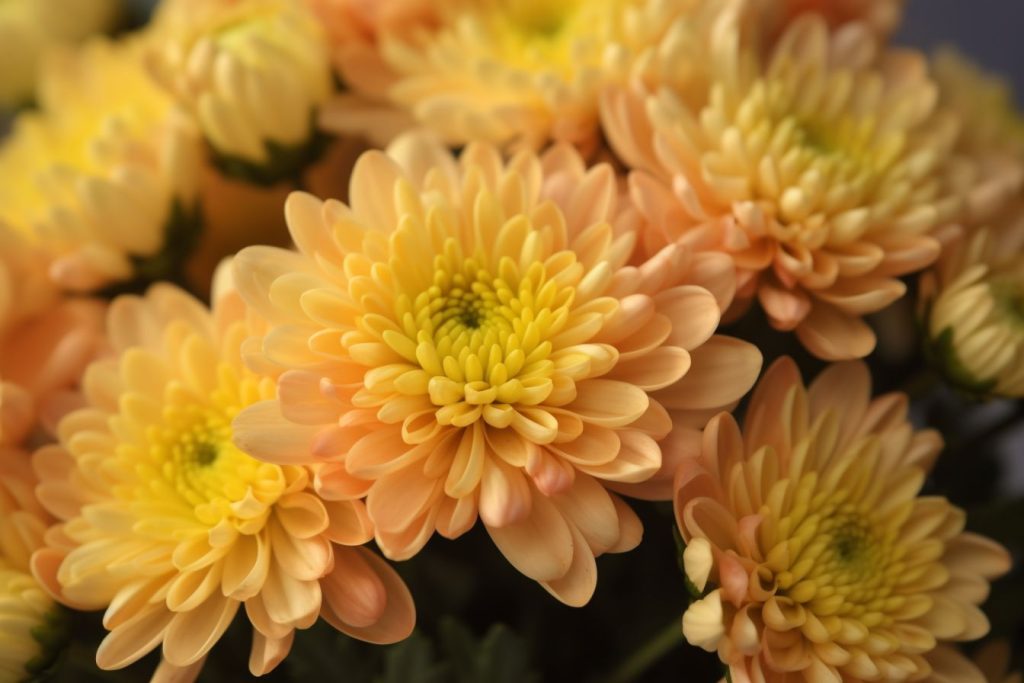 10 Flowers That Represent Gratitude: Say Thank You With These Blooms ...