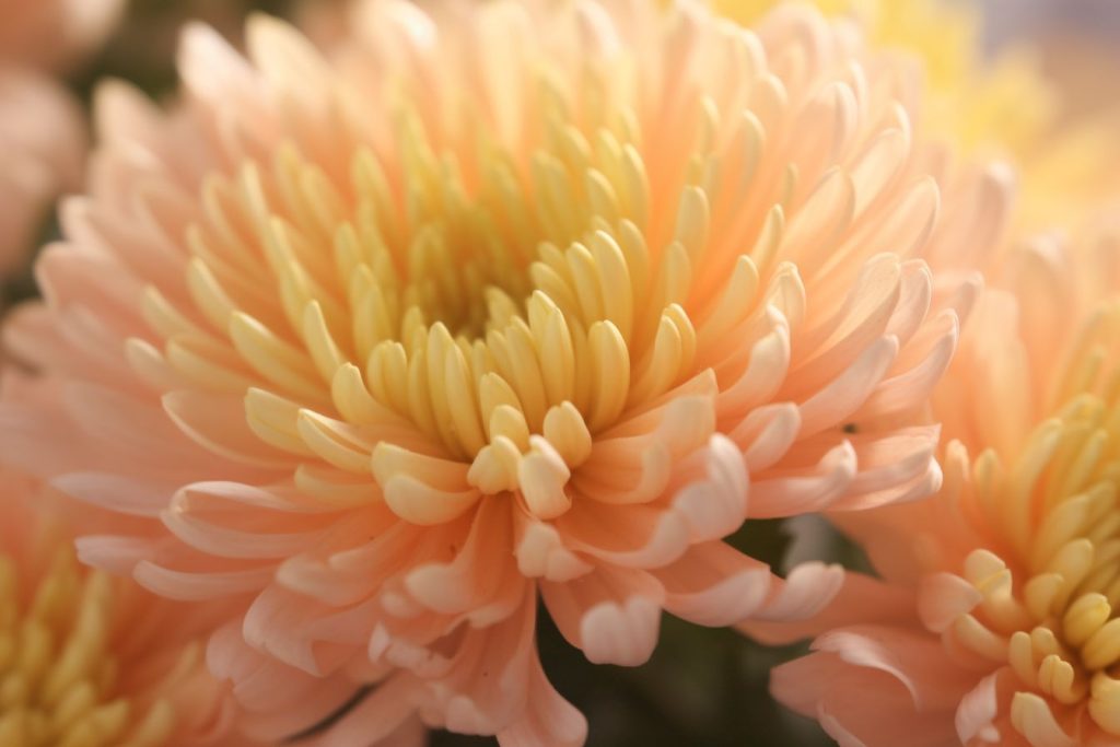 10 Flowers That Represent Strength: Resilient Blooms - Foliage Friend ...
