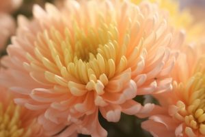 10 Flowers That Represent Strength: Resilient Blooms - Foliage Friend ...