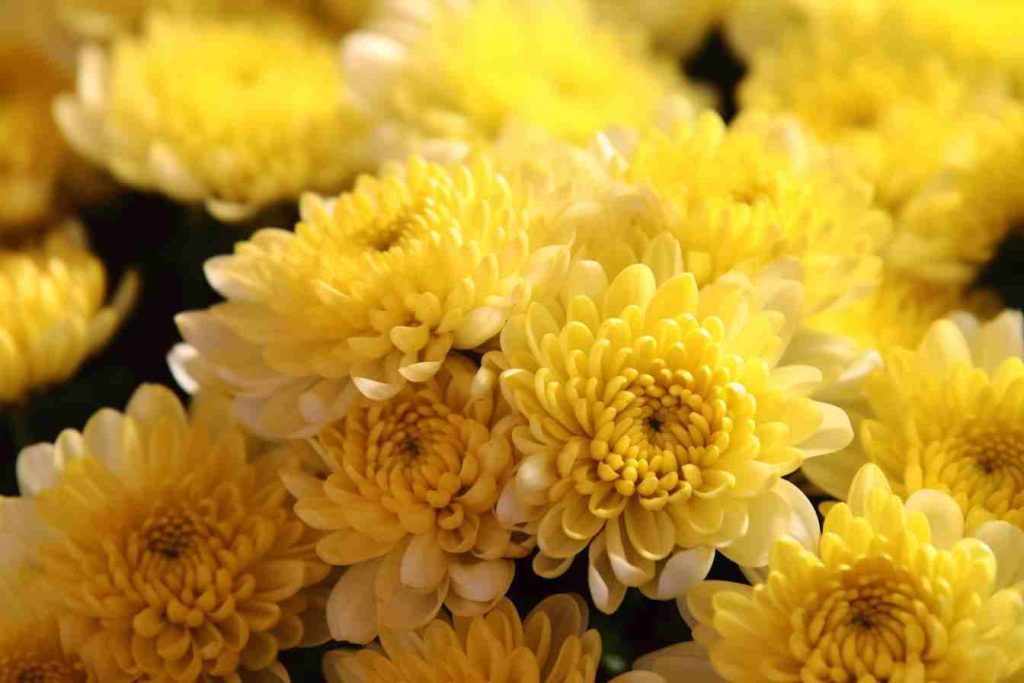 19 Flowers That Grow in Fall: Your Ultimate Guide to Vibrant Autumn ...