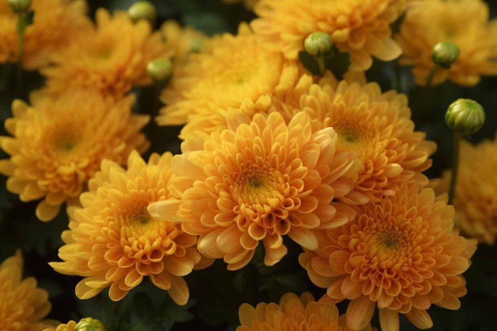 10 flores que representan paz y tranquilidad: flores relajantes ...