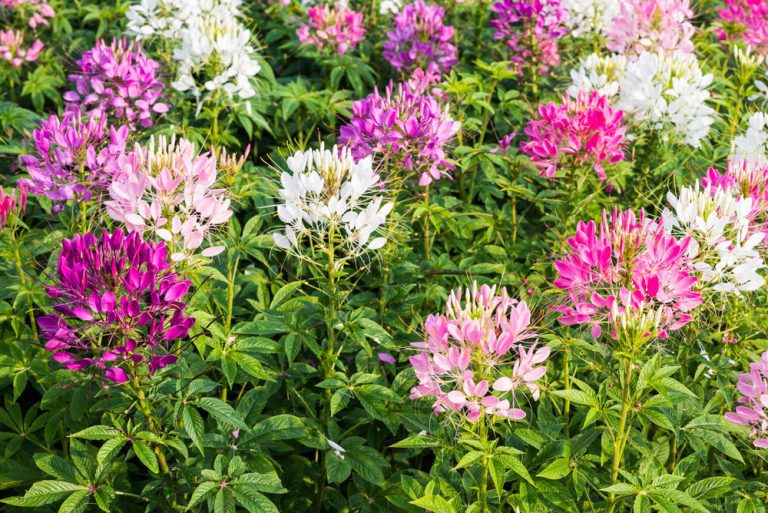 35 Flowers That Grow All Year Round: Your Ultimate Guide to Blooming ...
