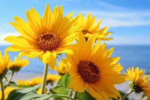 20 Flowers That Grow by the Ocean: Your Ultimate Coastal Blooms Guide ...