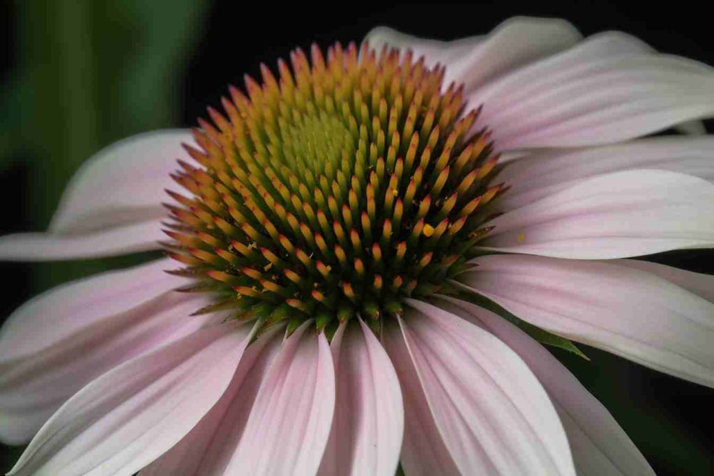 10 Flowers That Represent Earth: The Beauty Of The Planet - Foliage ...