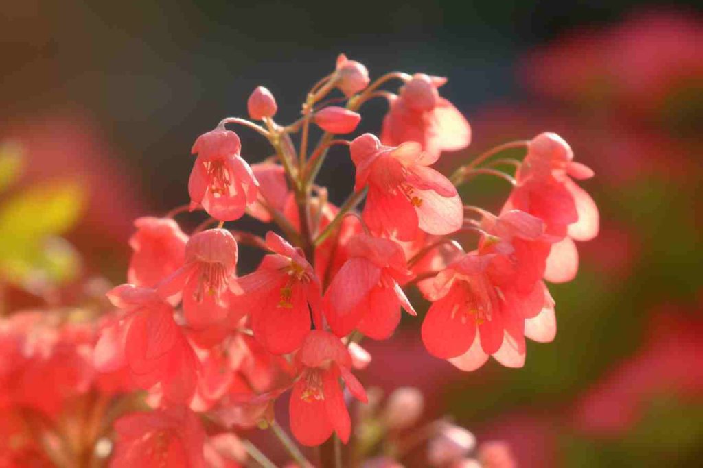 50 Perennial Flowers That Grow in Shade: Stunning Picks for Your Shady ...