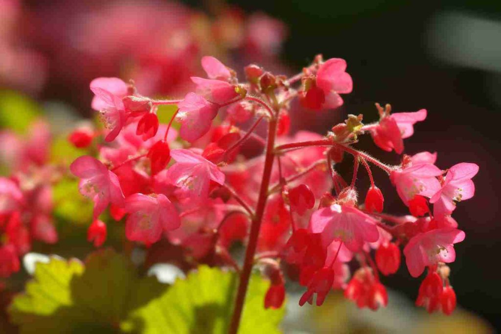 20 Flowers That Grow in Arizona: Beautiful Blooms to Discover in the ...