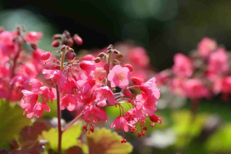 12 Flowers That Grow in the Dark: Amazing Nocturnal Blooms to Discover ...