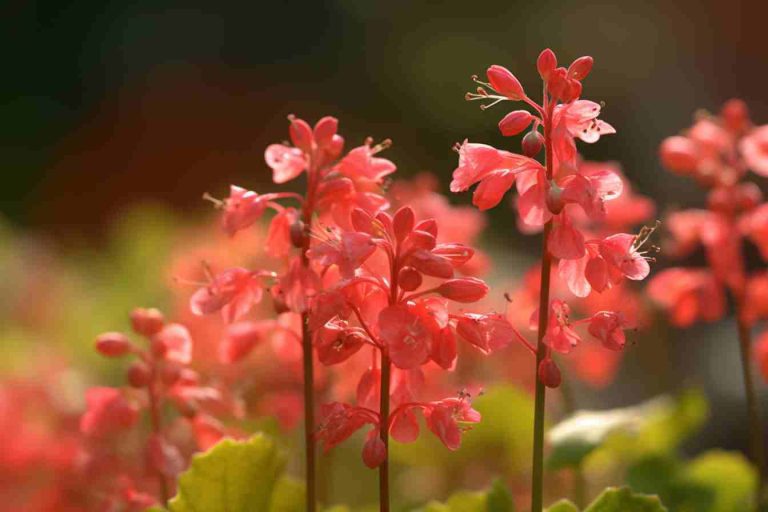50 Perennial Flowers That Grow in Shade: Stunning Picks for Your Shady ...