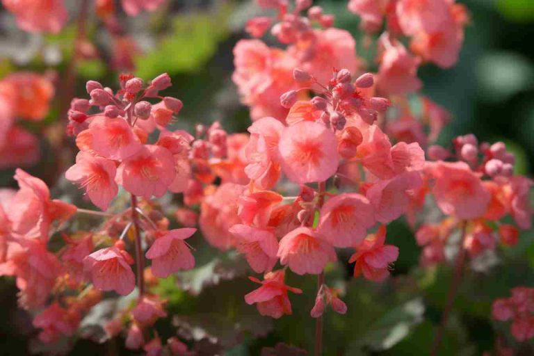 12 Flowers That Grow in the Dark: Amazing Nocturnal Blooms to Discover ...