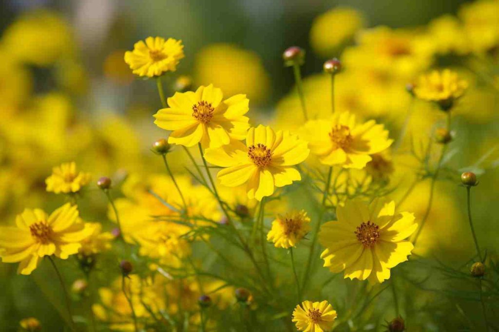 Coreopsis Flower Meaning, Symbolism & Spiritual Significance - Foliage ...