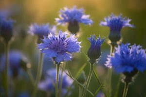 10 Flowers That Represent Cancer Zodiac: Bloom In Style - Foliage ...