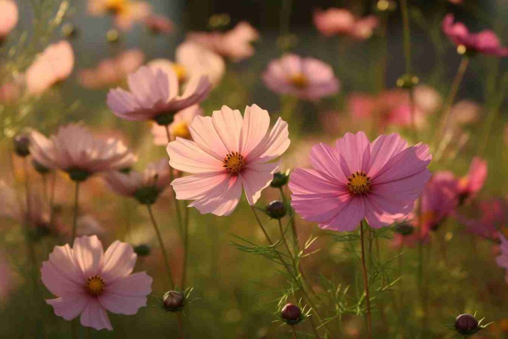 29 Flowers That Grow in Full Sun: Discover Vibrant, Sun-Loving Beauties ...