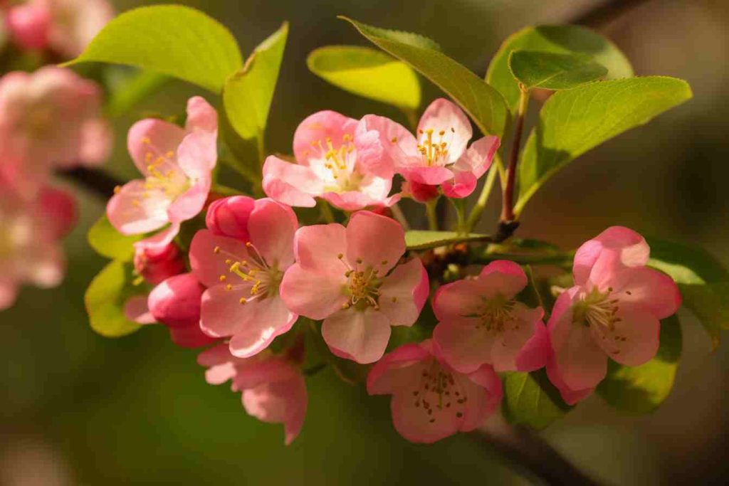 26 Flowers That Grow on Trees: A Delightful Guide to Tree-Blooming ...