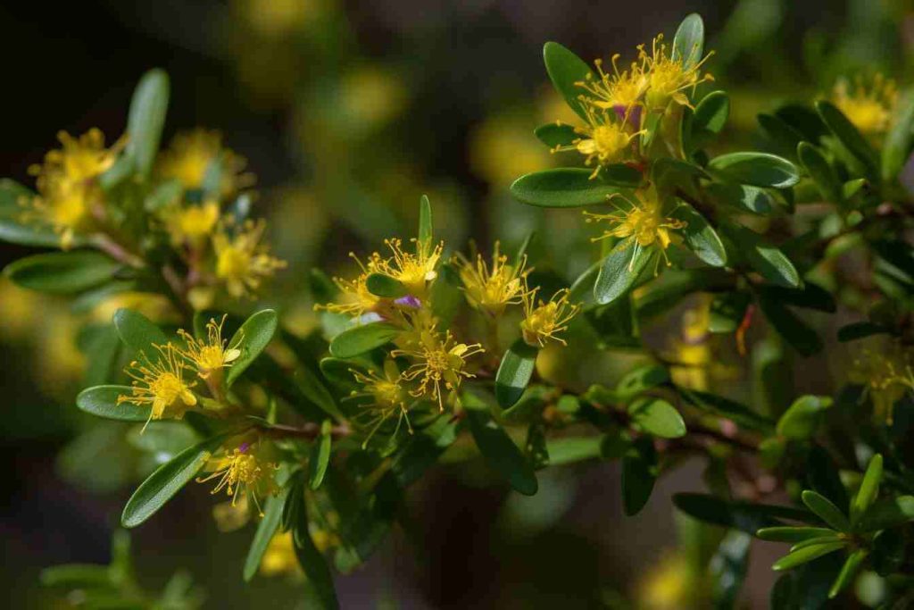 12 Flowers That Grow in the Dark: Amazing Nocturnal Blooms to Discover ...