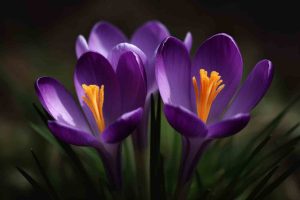 10 Flowers That Represent A New Beginning: A Fresh Start - Foliage ...