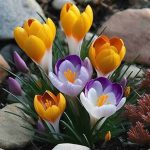 10 Flowers That Represent Hard Work: The Fruits Of Labor - Foliage ...