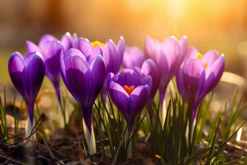 10 Flowers That Represent March: Blooming Beauties - Foliage Friend ...