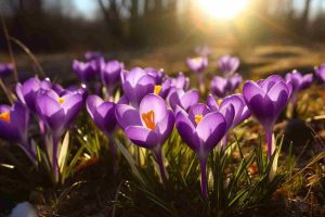 24 Flowers That Grow in Spring: Stunning Blooms to Brighten Your Garden ...