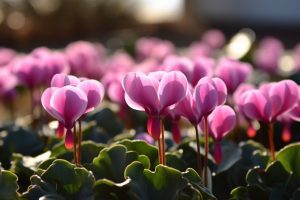 Cyclamen Flower Meaning, Symbolism & Spiritual Significance - Foliage ...