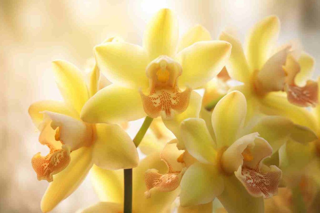 35 Flowers That Grow in Florida: A Comprehensive Guide to Stunning ...