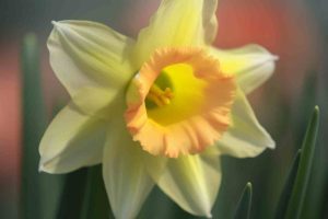 10 Flowers That Represent A New Beginning: A Fresh Start - Foliage ...