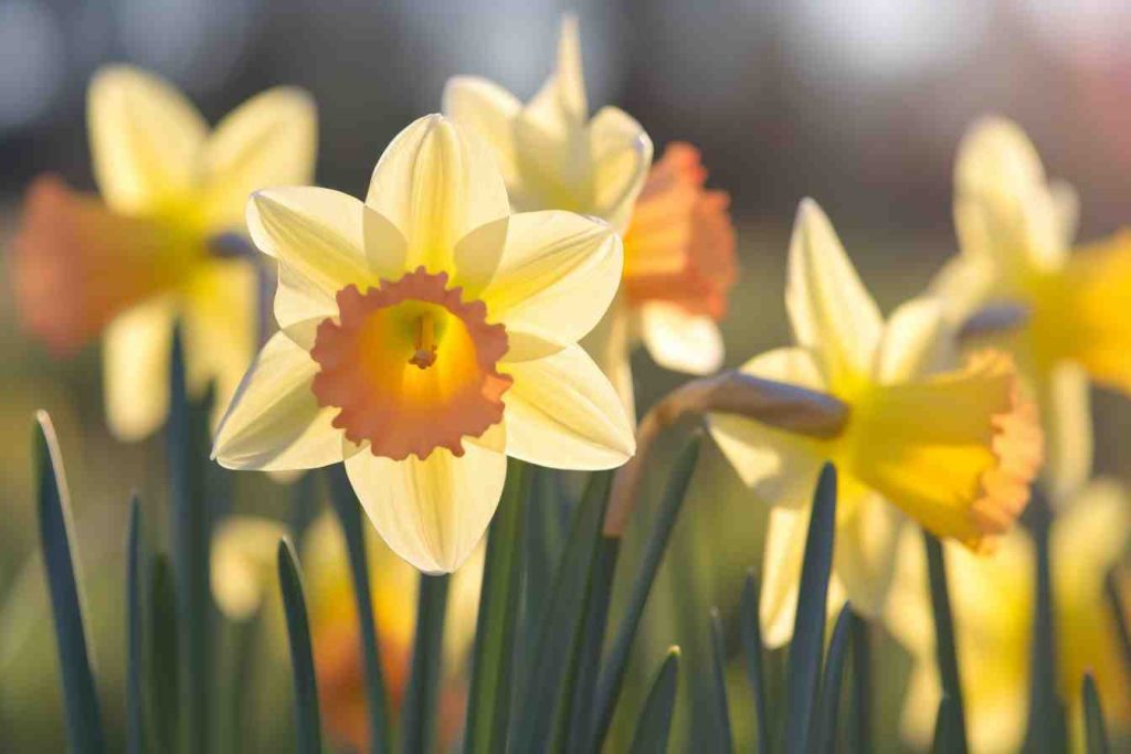 10 Flowers That Represent Fathers: Blooming Love - Foliage Friend ...