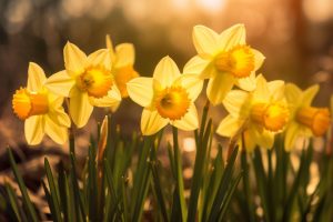10 Flowers That Represent Mental Illness: Blooms Of Hope - Foliage ...