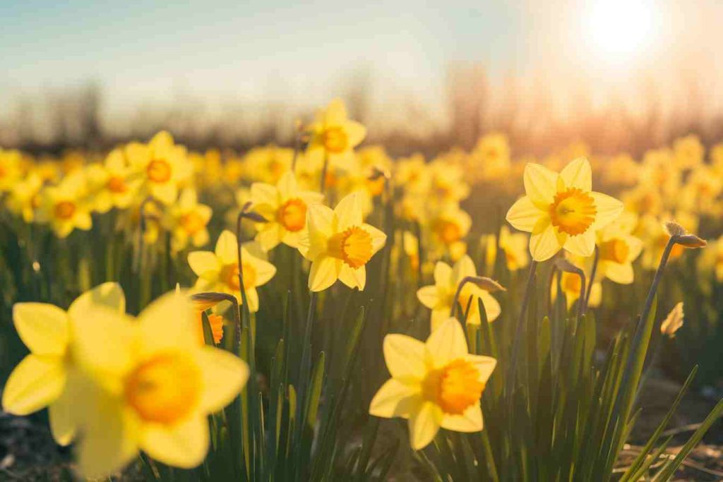 24 Flowers That Grow in Spring: Stunning Blooms to Brighten Your Garden ...