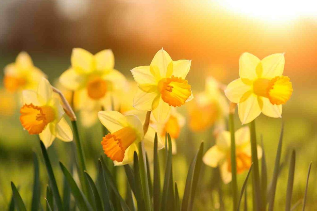 17 Flowers That Grow From Bulbs: Discover Beautiful Blooming Varieties ...