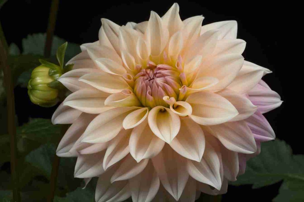 10 Flowers That Represent Thankfulness: Blooms Of Appreciation ...