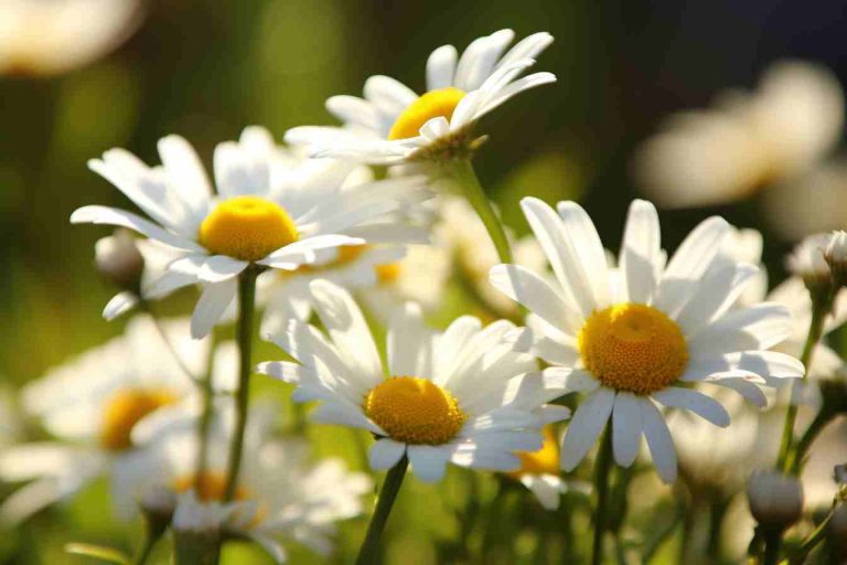 10 Flowers That Represent Self-Love: Bloom With Appreciation - Foliage ...