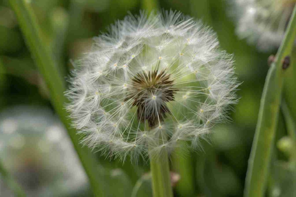 10 Flowers That Represent Taurus: Floral Horoscope - Foliage Friend ...