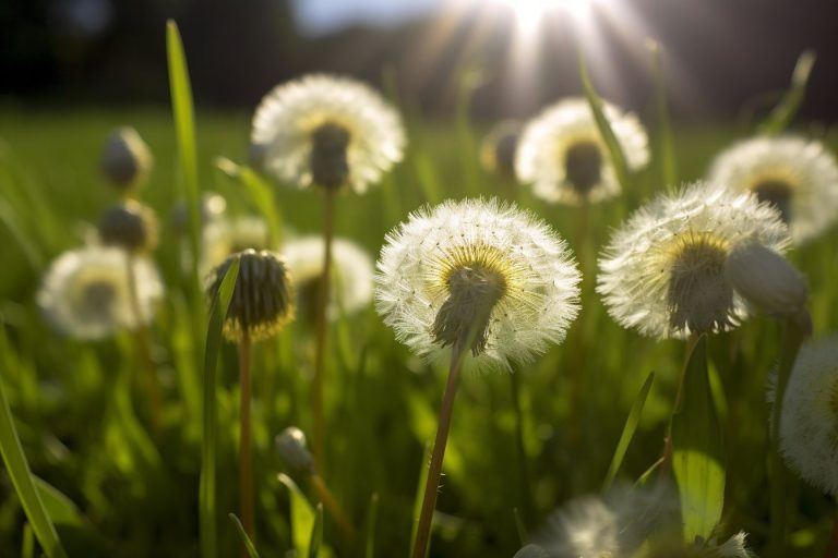 10 Flowers That Represent Togetherness: Unite In Bloom - Foliage Friend ...