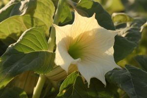 15 Flowers That Grow at Night: A Nocturnal Bloomer's Delight - Foliage ...