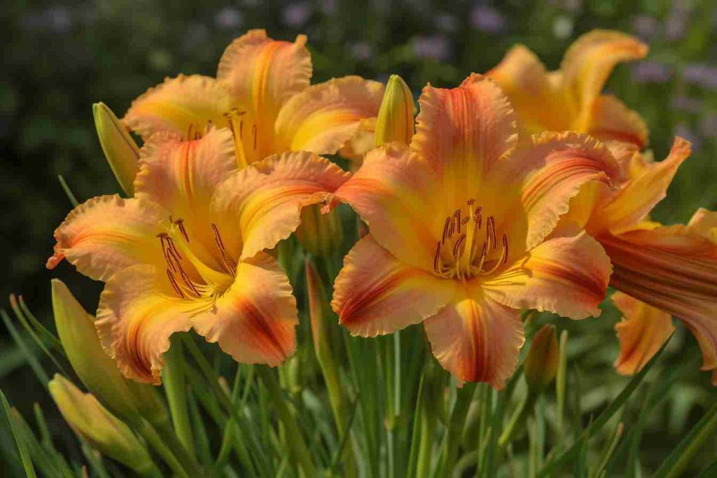 10 Flowers that Grow Fast: Speedy Bloomers to Beautify Your Garden ...