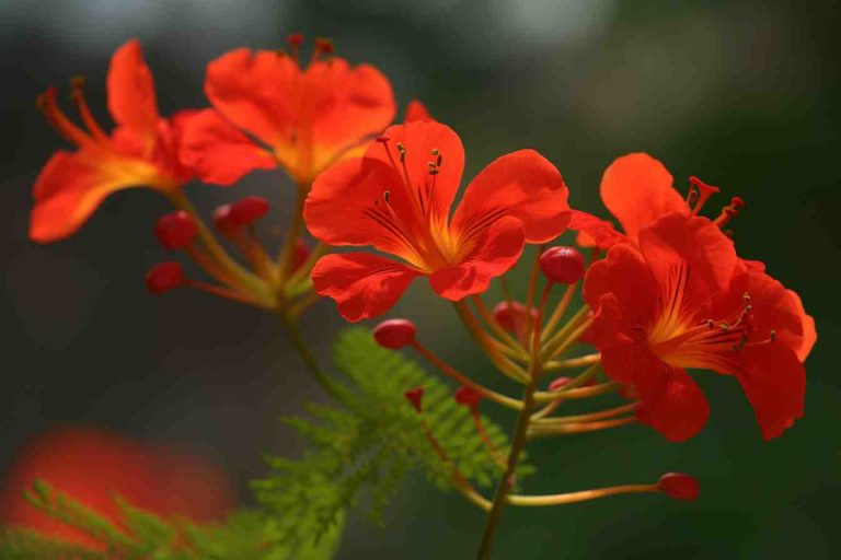 24 Flowers That Grow in Hawaii: A Blooming Guide to Vibrant Hawaiian ...