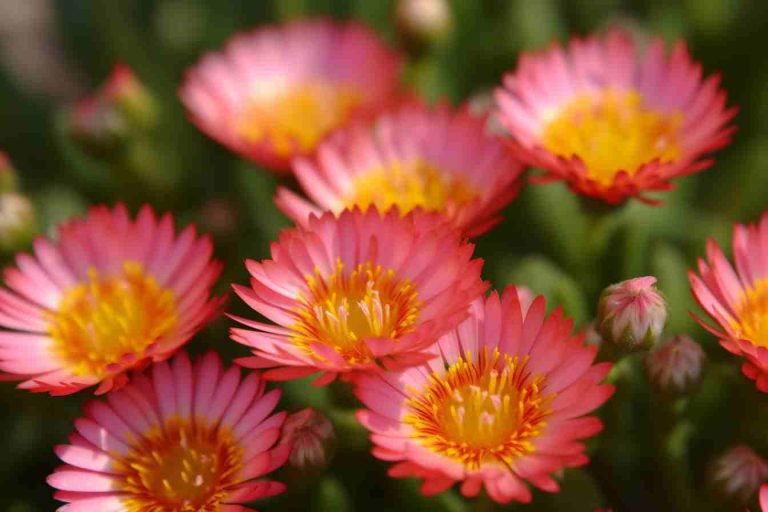 42 Flowers That Grow on Rocks: Discover Remarkable Species for Rock ...