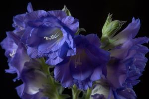 10 Flowers That Represent The Future: Blossoms Of Tomorrow - Foliage ...