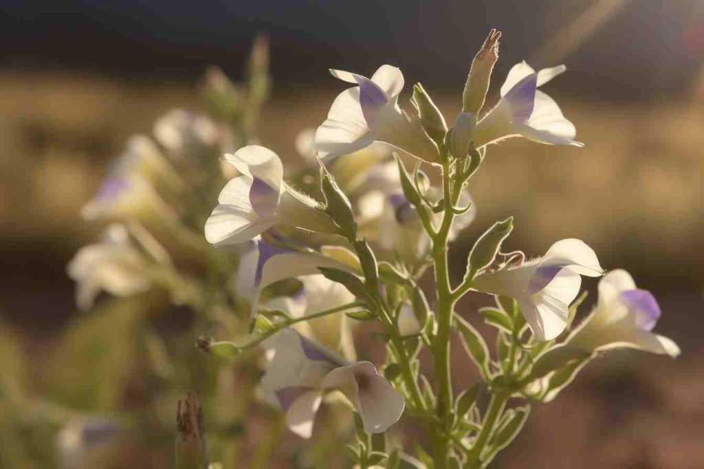 20 Flowers That Grow in Arizona: Beautiful Blooms to Discover in the ...