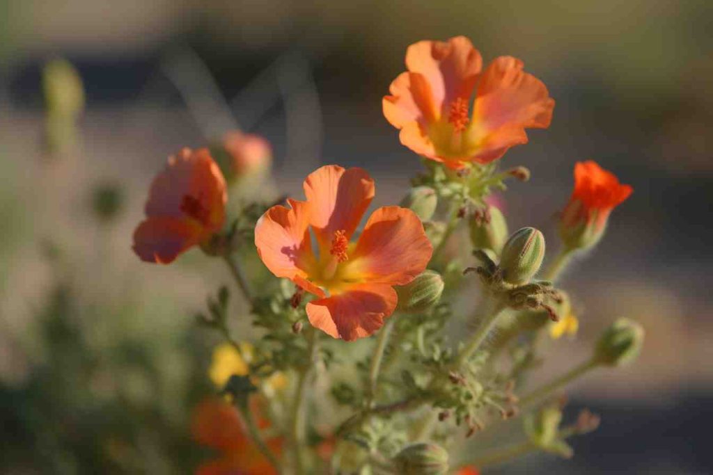 20 Flowers That Grow in Arizona: Beautiful Blooms to Discover in the ...